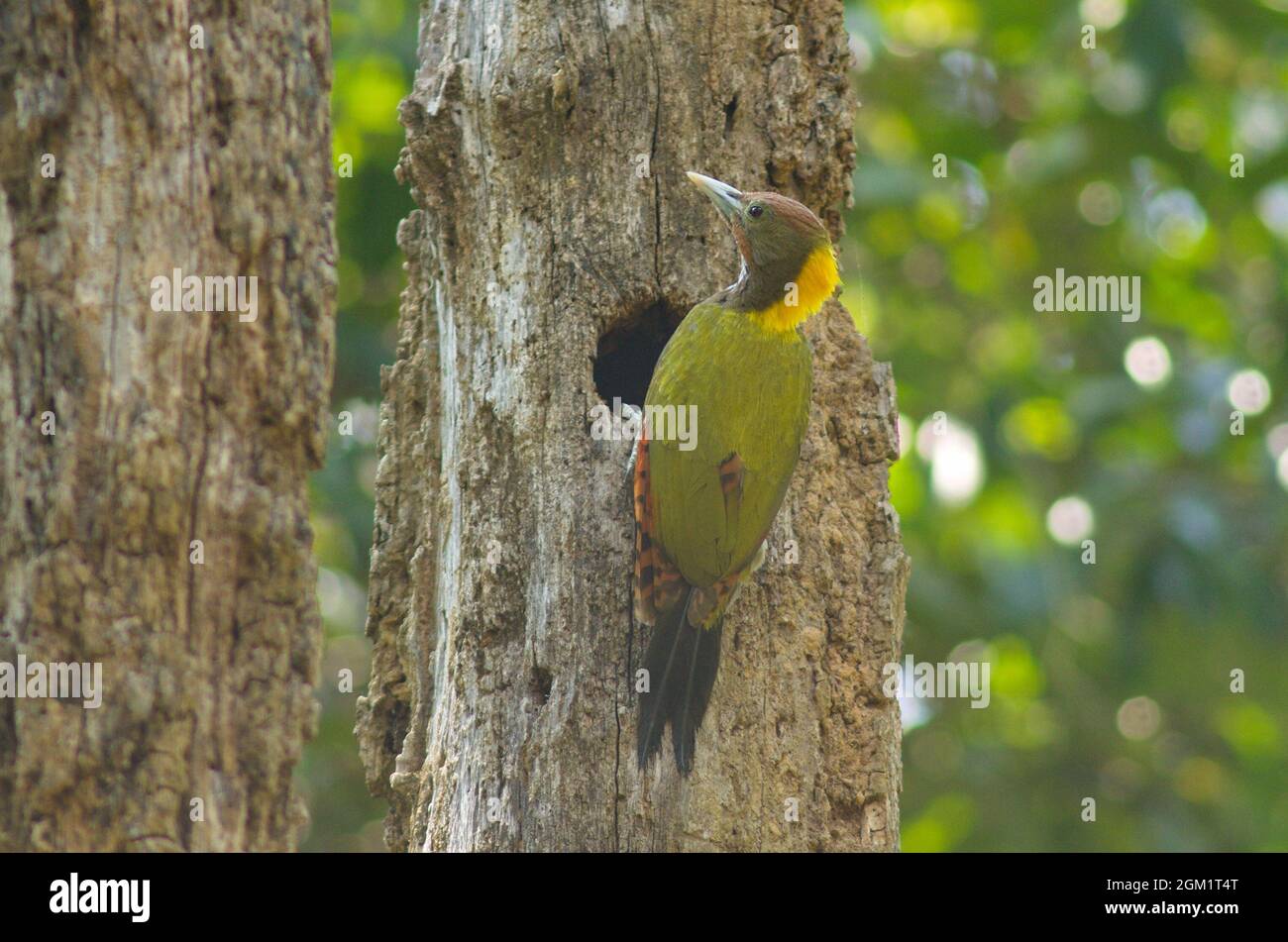 Greater yellow nape woodpecker bird Stock Photo - Alamy