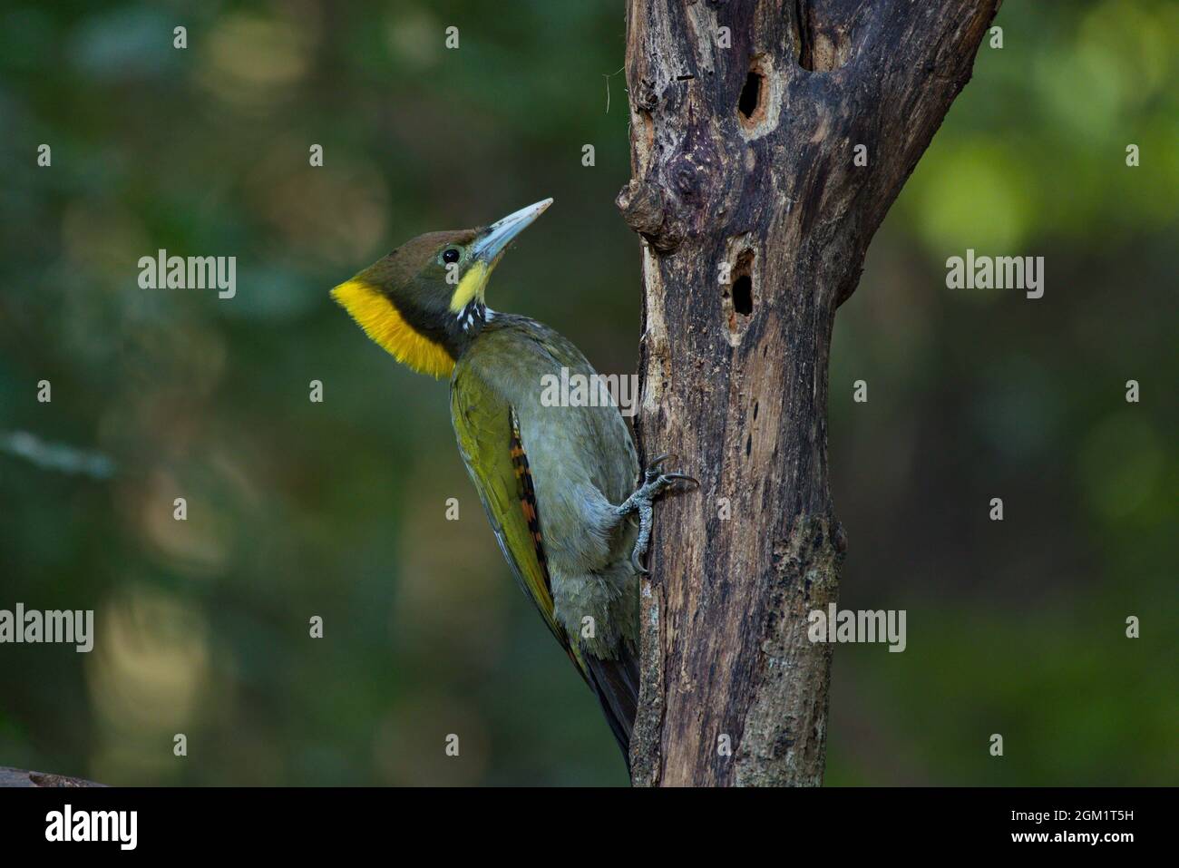 Greater yellow nape woodpecker bird Stock Photo - Alamy