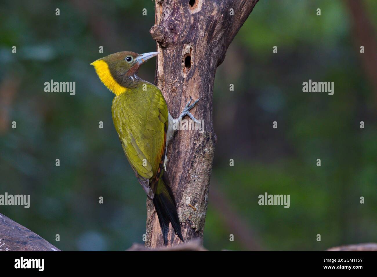Greater yellow nape woodpecker bird Stock Photo - Alamy