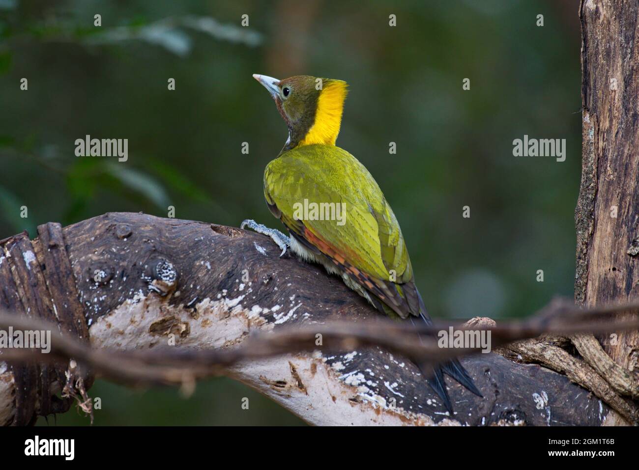 Greater yellow nape woodpecker bird Stock Photo - Alamy