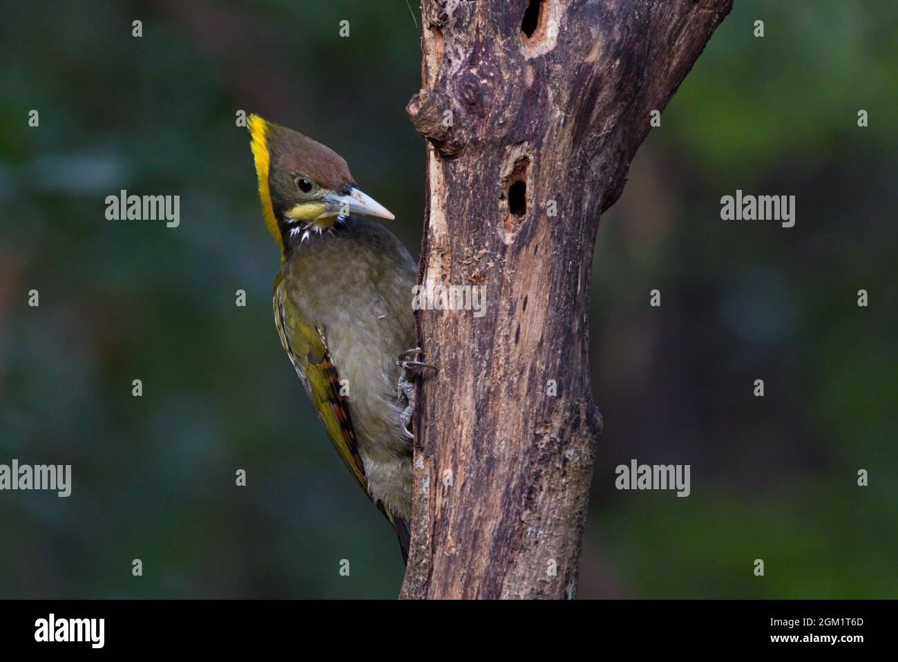 Greater yellow nape woodpecker bird Stock Photo - Alamy