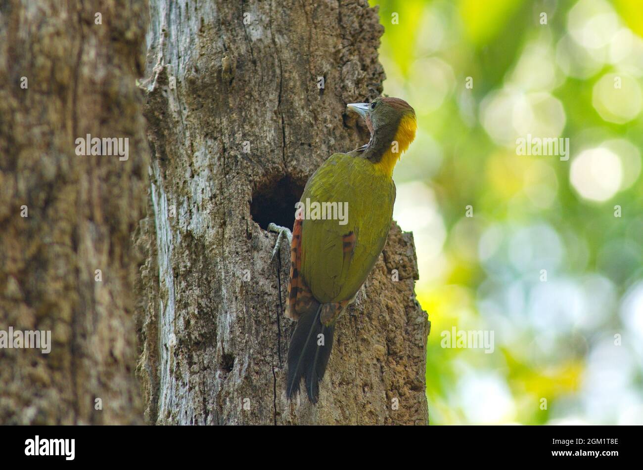 Greater yellow nape woodpecker bird Stock Photo - Alamy