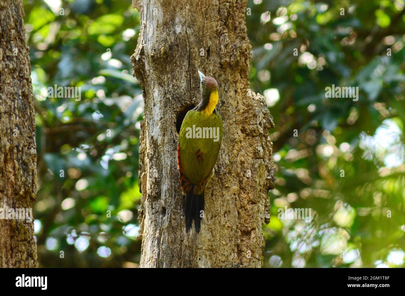 Greater yellow nape woodpecker bird Stock Photo - Alamy