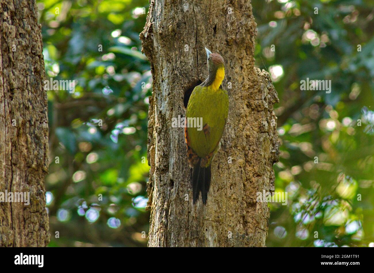 Greater yellow nape woodpecker bird Stock Photo - Alamy