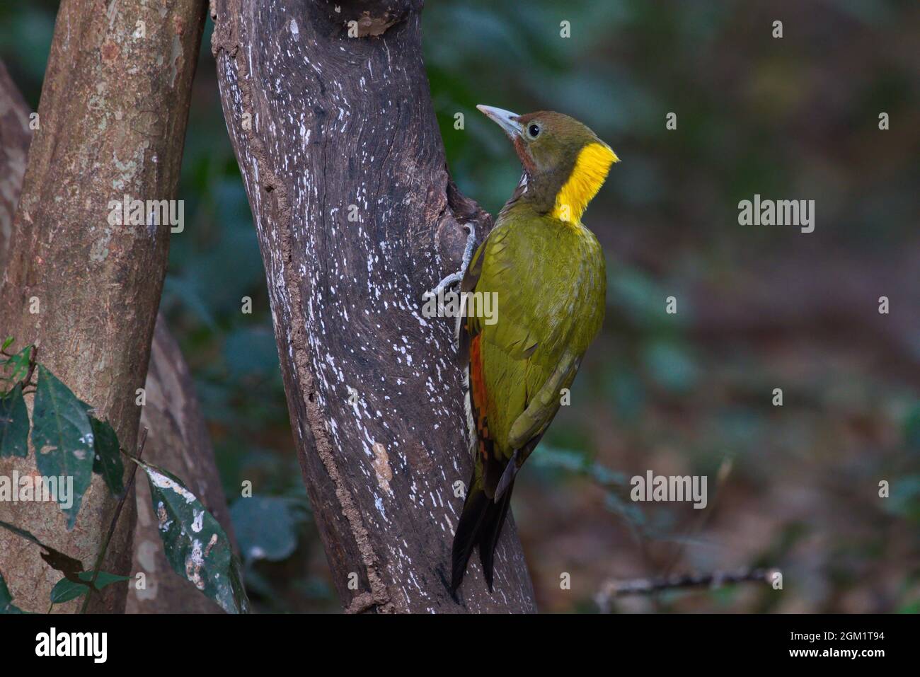 Greater yellow nape woodpecker bird Stock Photo - Alamy