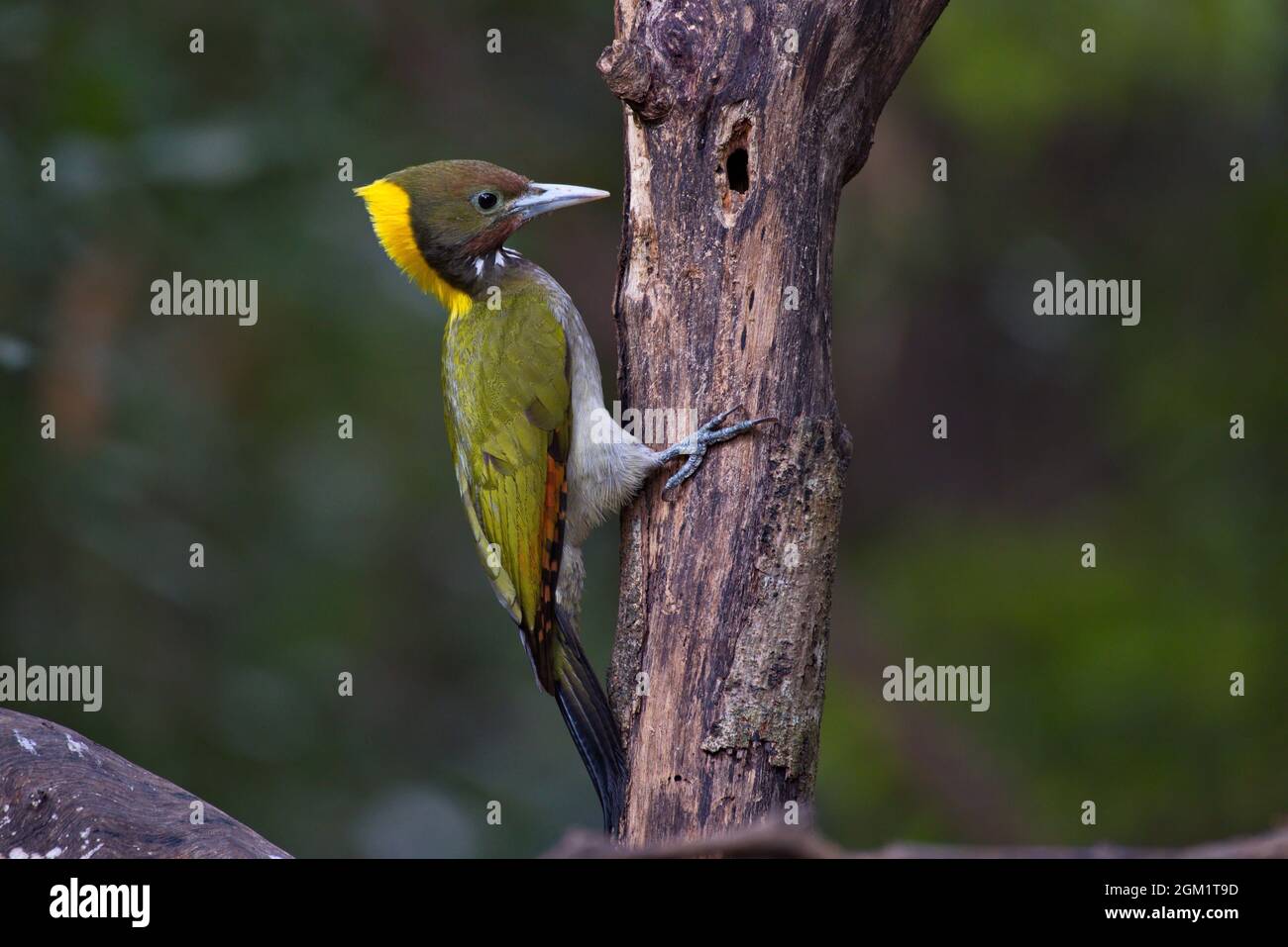 Greater yellow nape woodpecker bird Stock Photo - Alamy