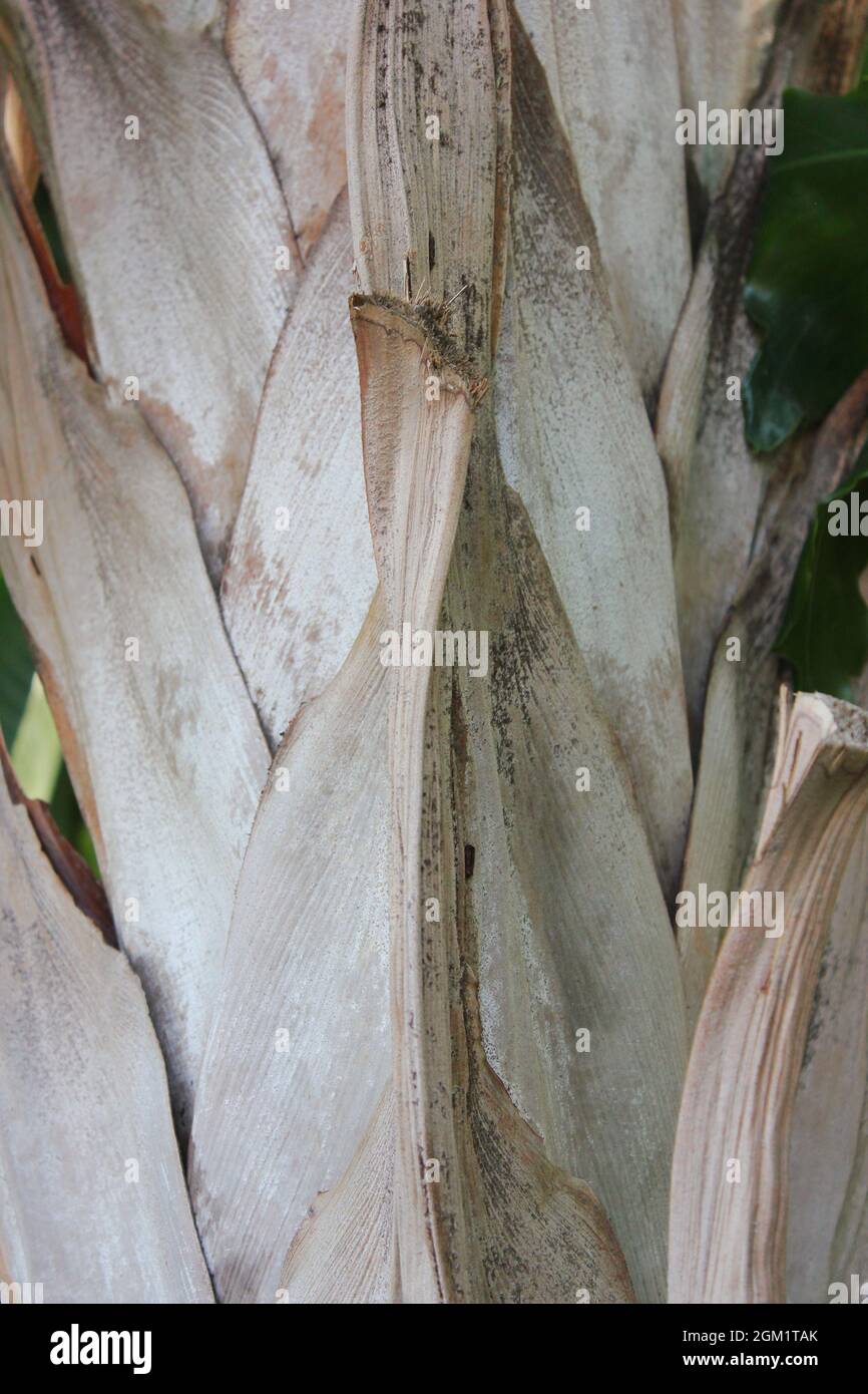 Palm tree plant trunk growing in the summer meadow Stock Photo - Alamy