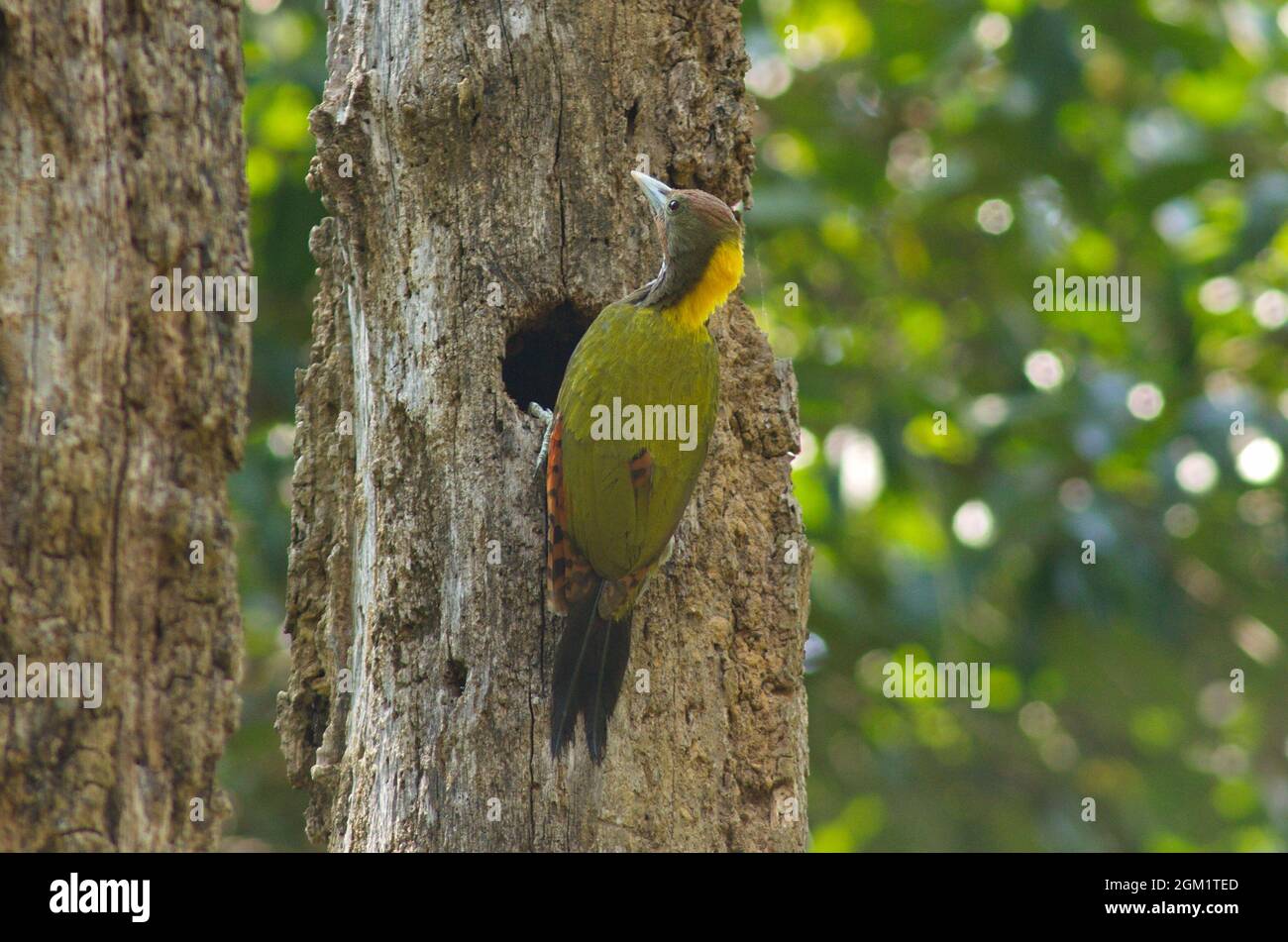 Greater yellow nape woodpecker bird Stock Photo - Alamy