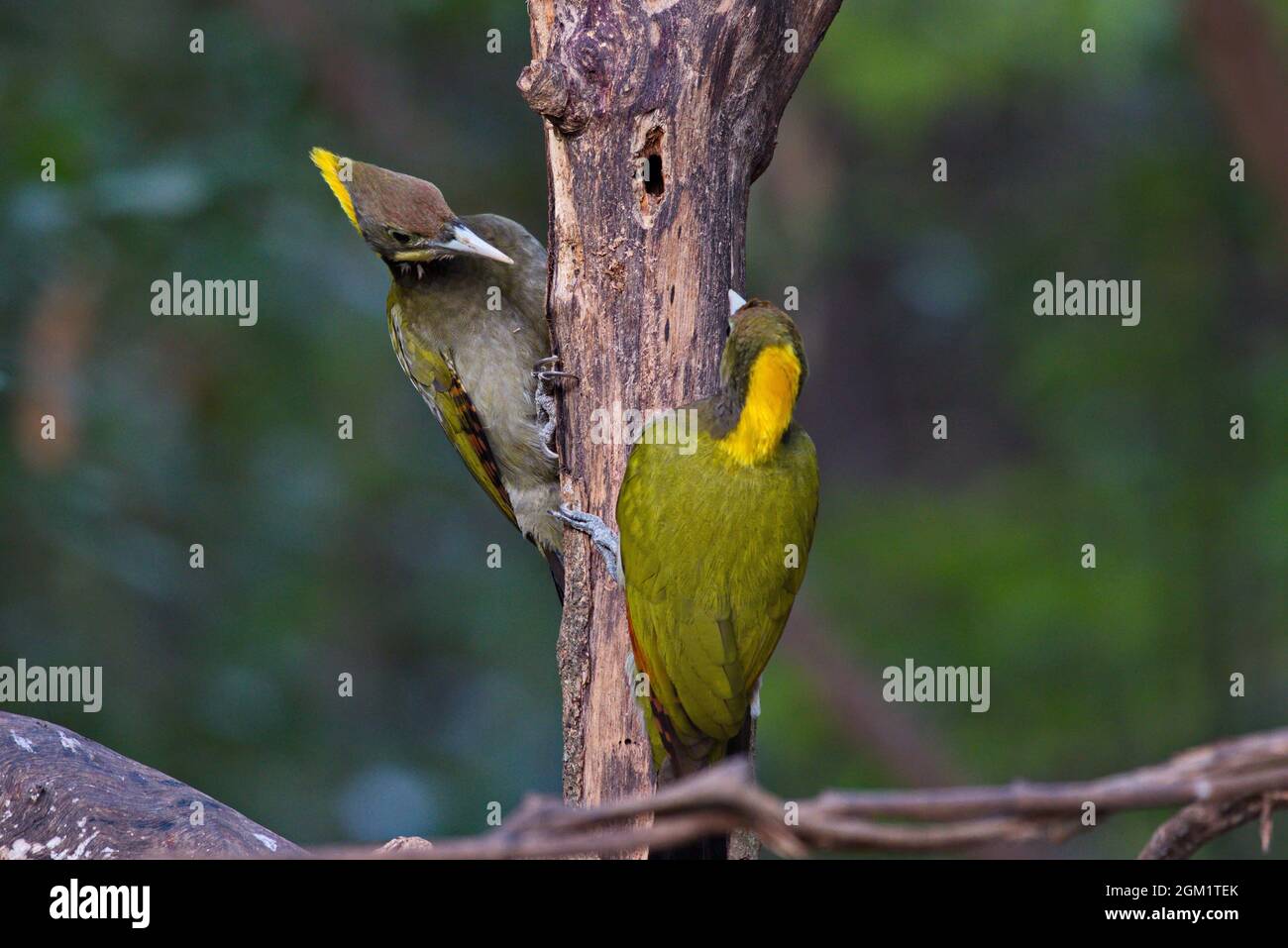 Greater yellow nape woodpecker bird Stock Photo - Alamy