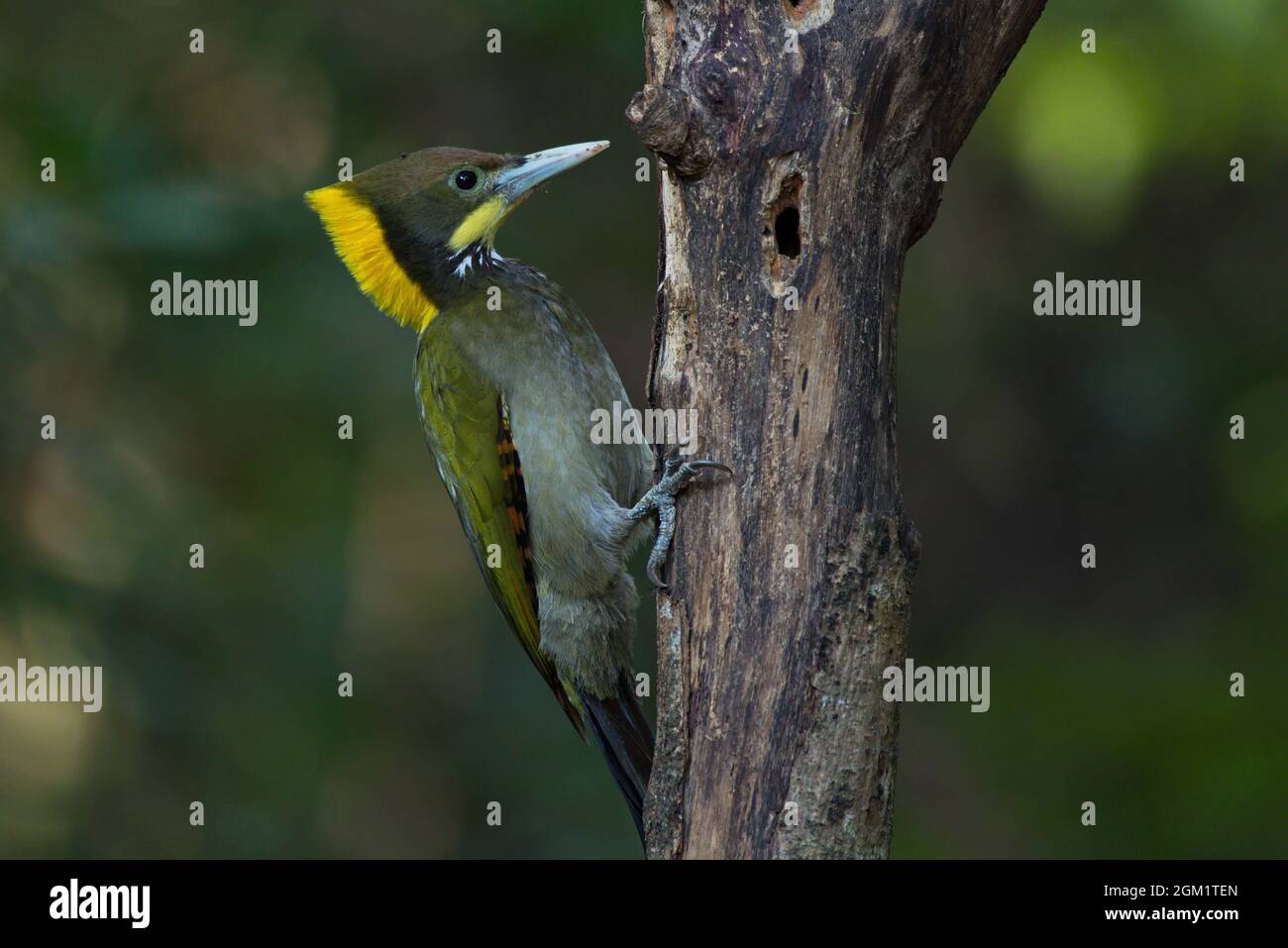Greater yellow nape woodpecker bird Stock Photo - Alamy