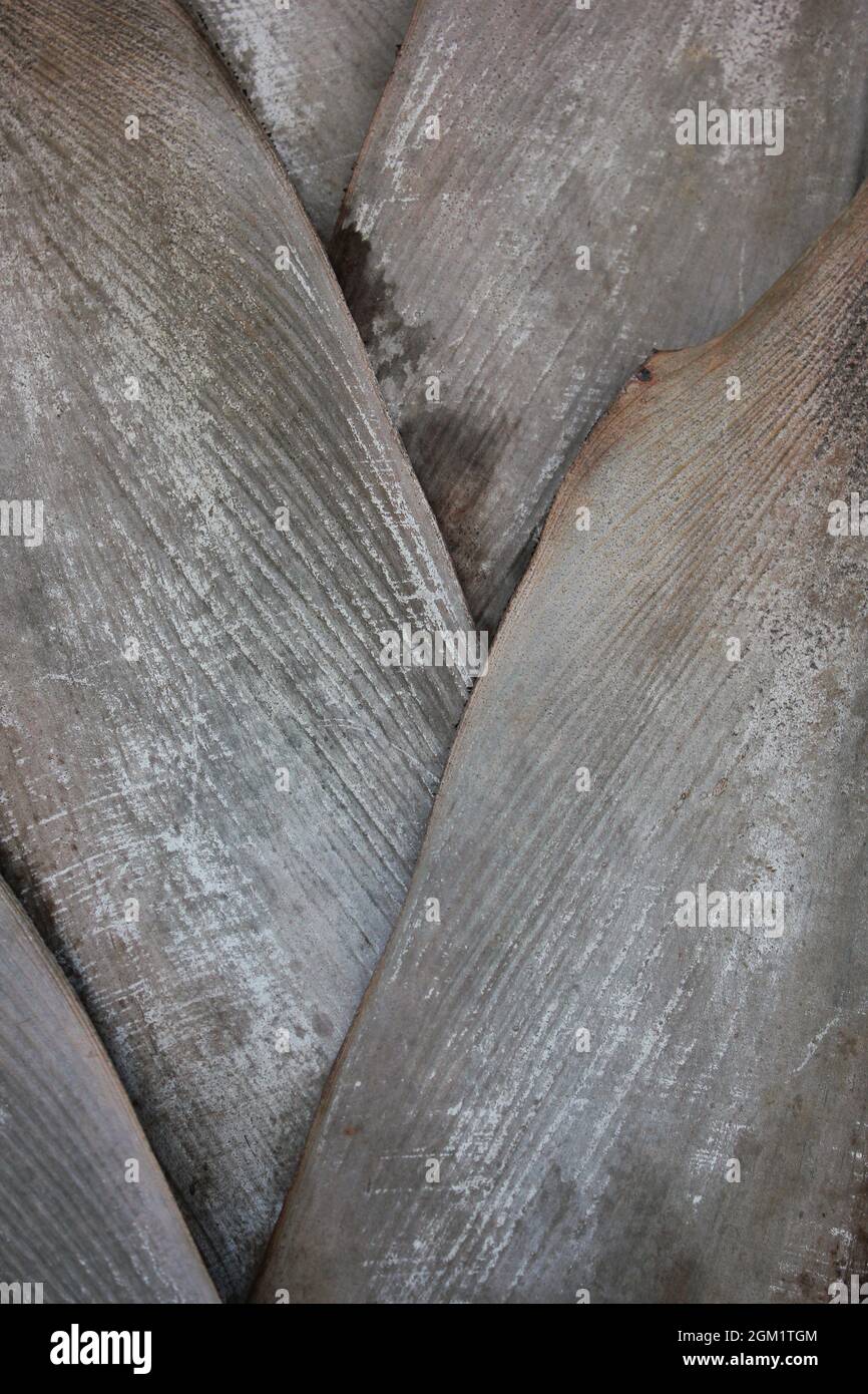 Palm tree plant trunk growing in the summer meadow Stock Photo - Alamy