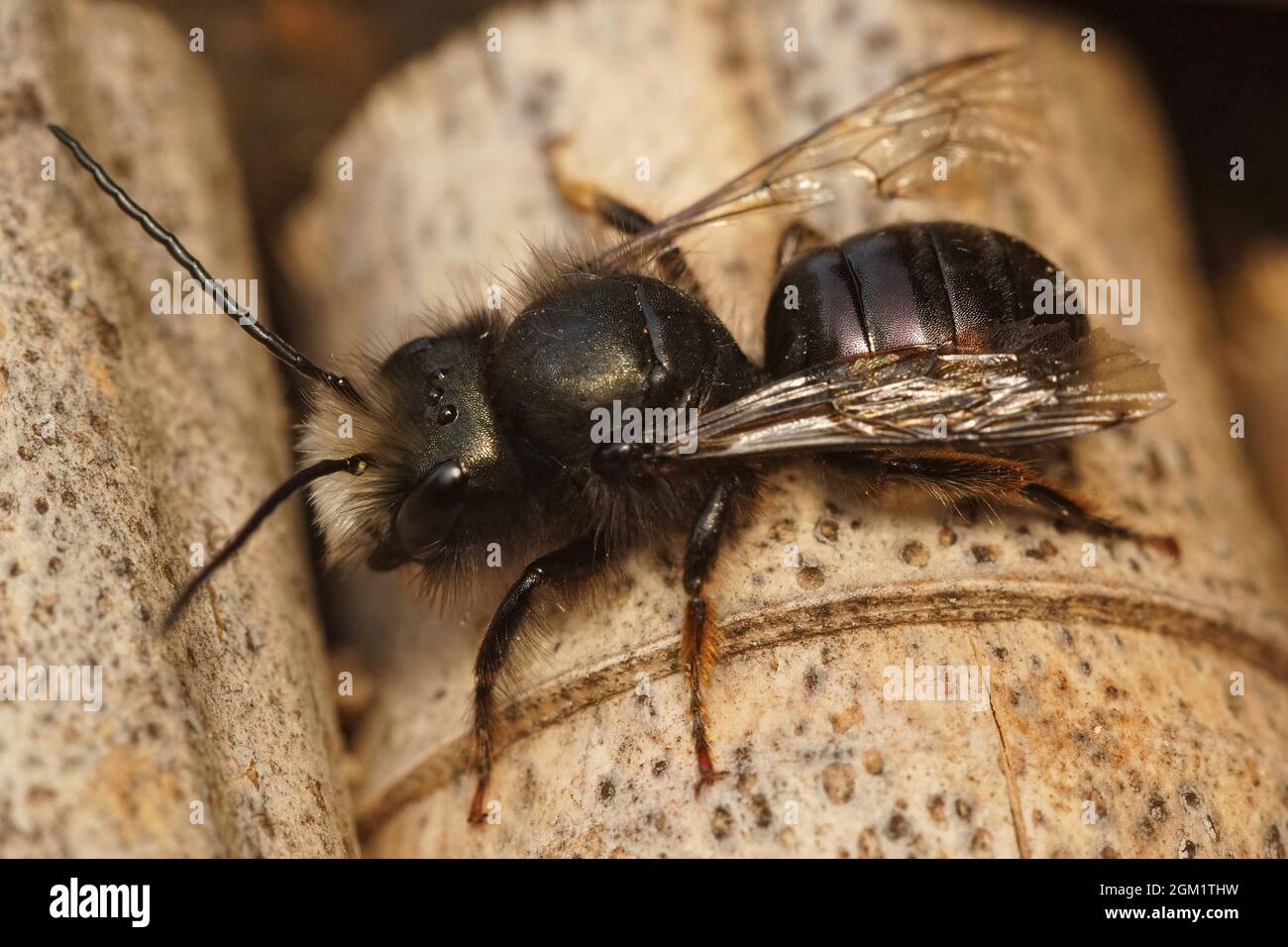 Hairless Bee High Resolution Stock Photography and Images - Alamy