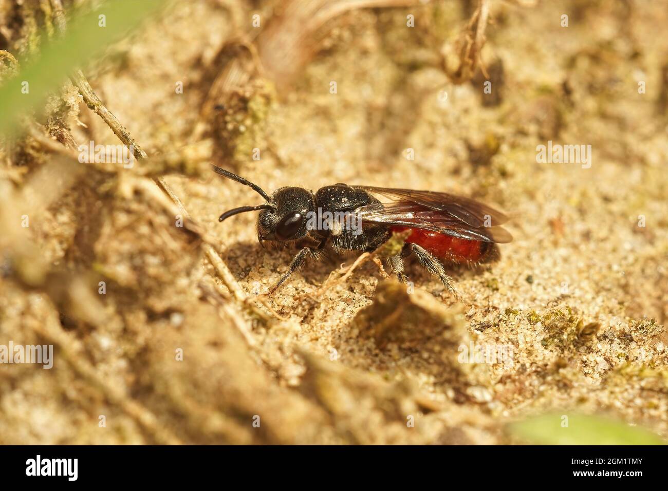 Closeup on a colorful red cleptoparasite blood bee, Sphecodes Stock ...