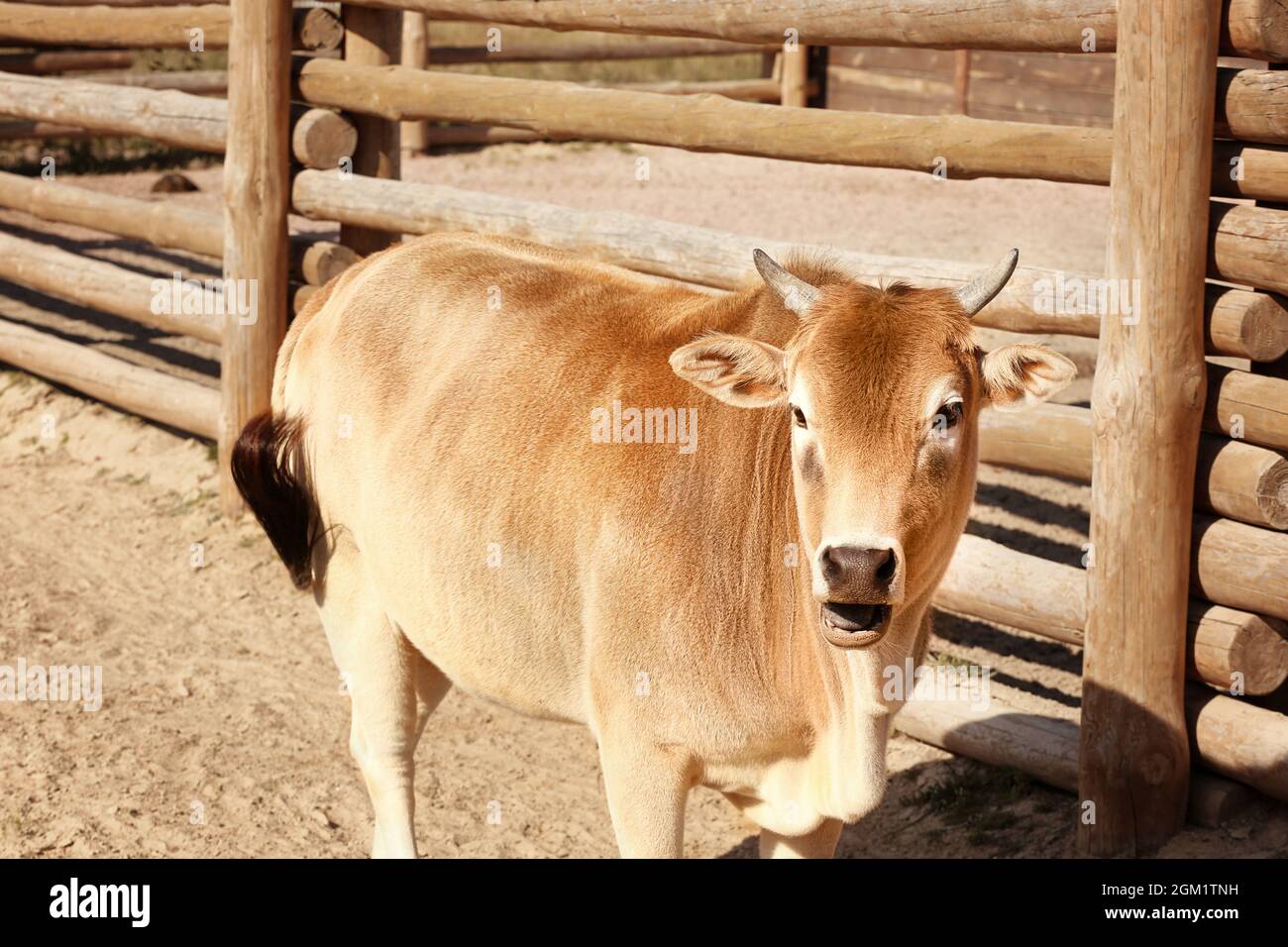 Cute zebu in zoological garden Stock Photo - Alamy