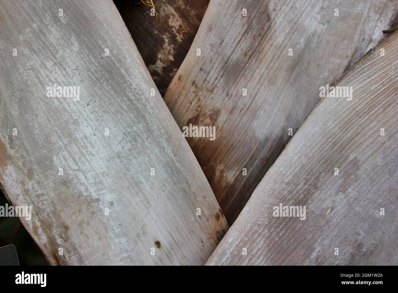 Palm tree plant trunk growing in the summer meadow Stock Photo - Alamy