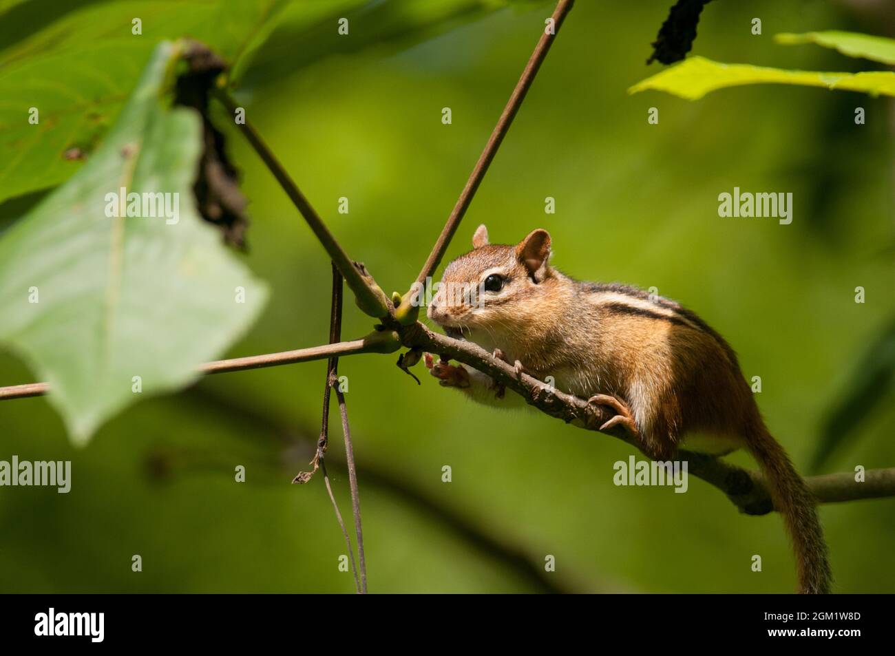 Chipmunk on a small tree branch Stock Photo - Alamy