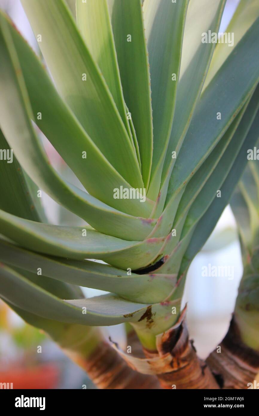Huge fan aloe Vera plant growing in the summer meadow Stock Photo - Alamy