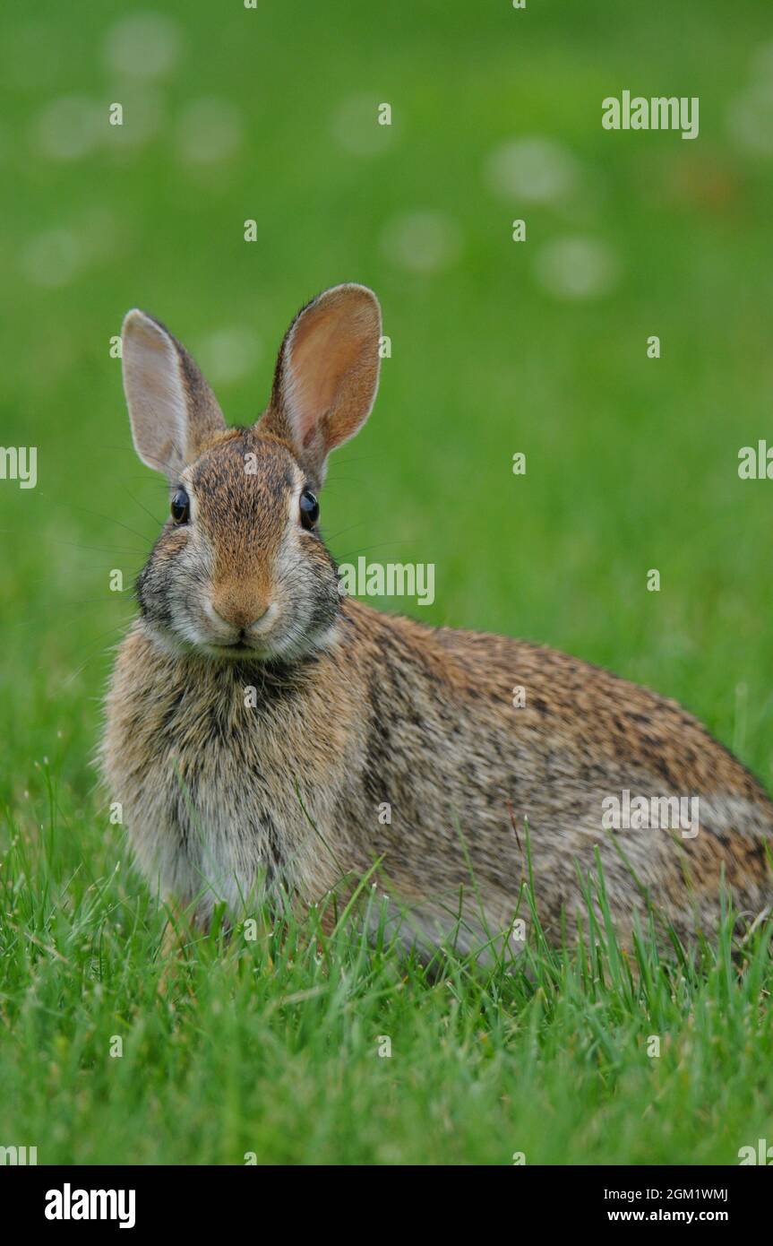 Cute little rabbit looking at camera Stock Photo - Alamy
