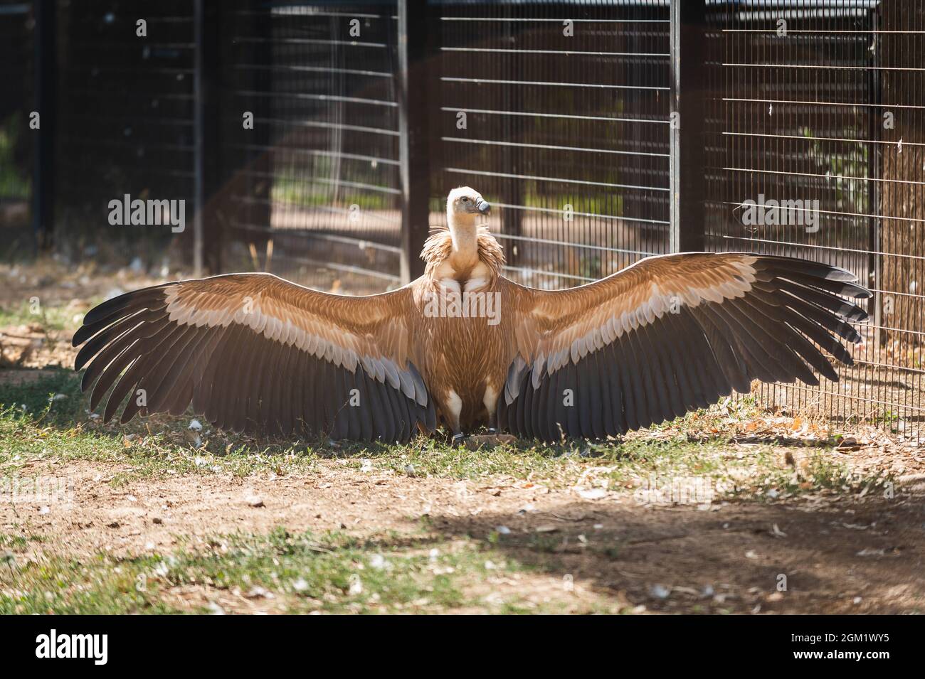 front view of a griffon vulture, gyps fulvus, a scavenger bird with ...