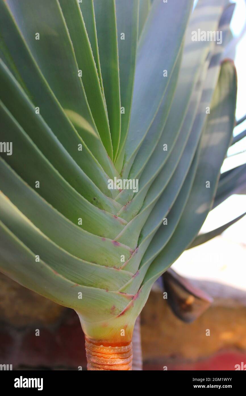 Huge fan aloe Vera plant growing in the summer meadow Stock Photo - Alamy