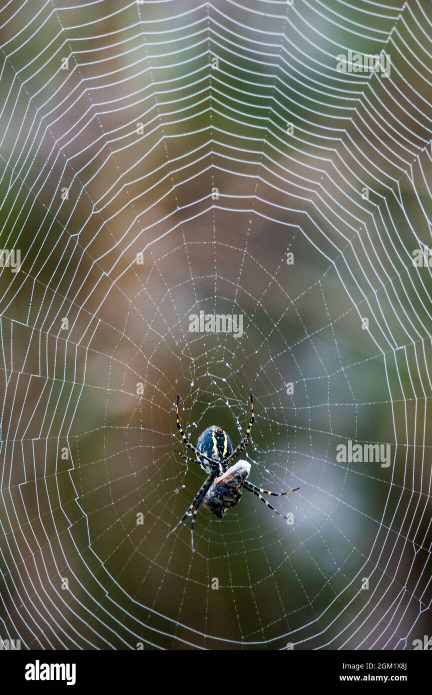 Spider on web Stock Photo - Alamy