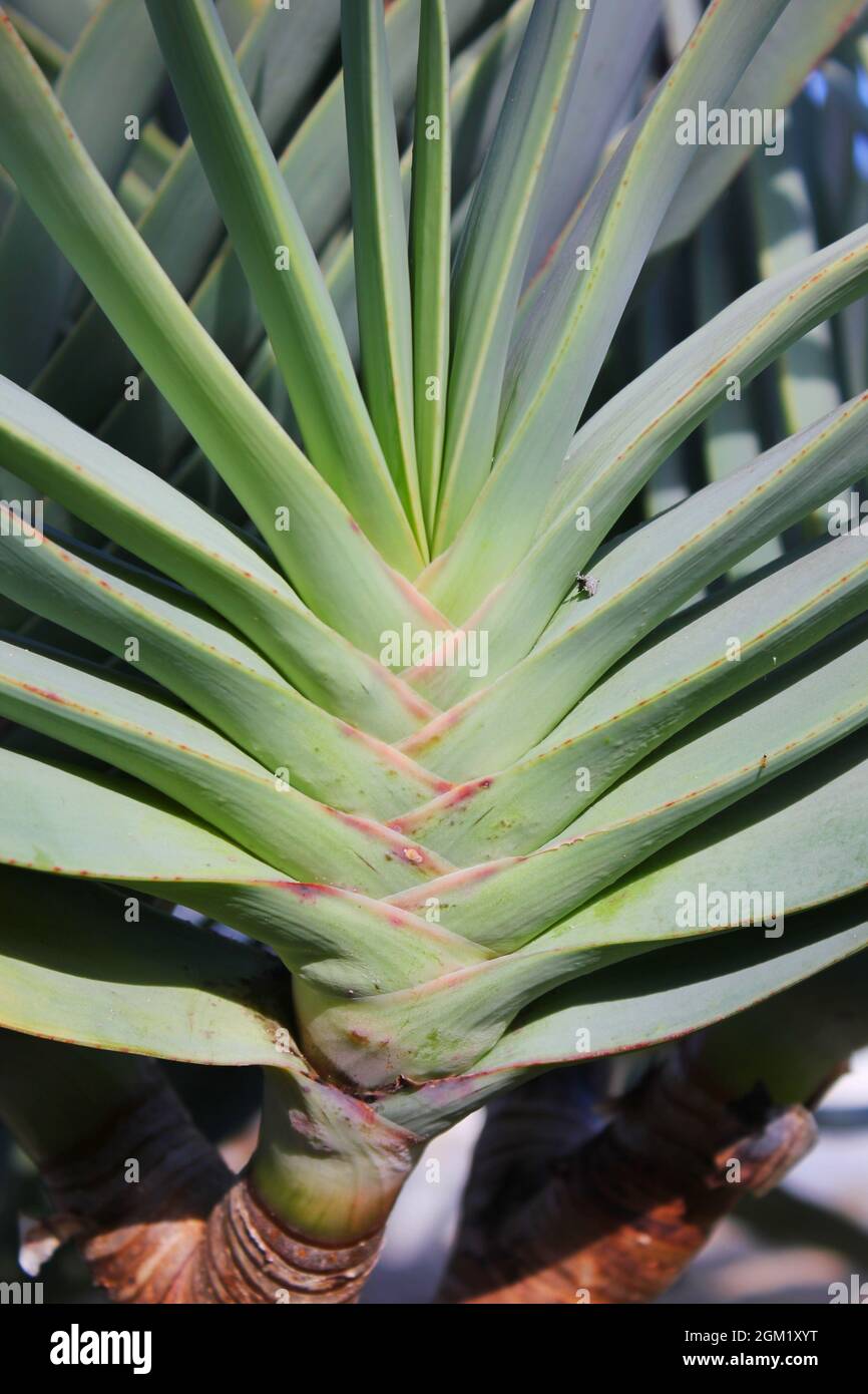 Growing fan aloe hi-res stock photography and images - Alamy