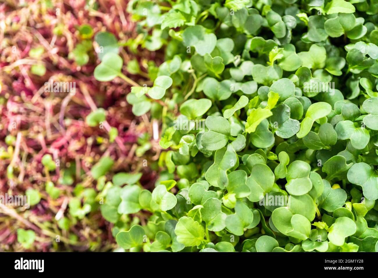 Harvesting radish microgreens from a large plastic tray Stock Photo - Alamy