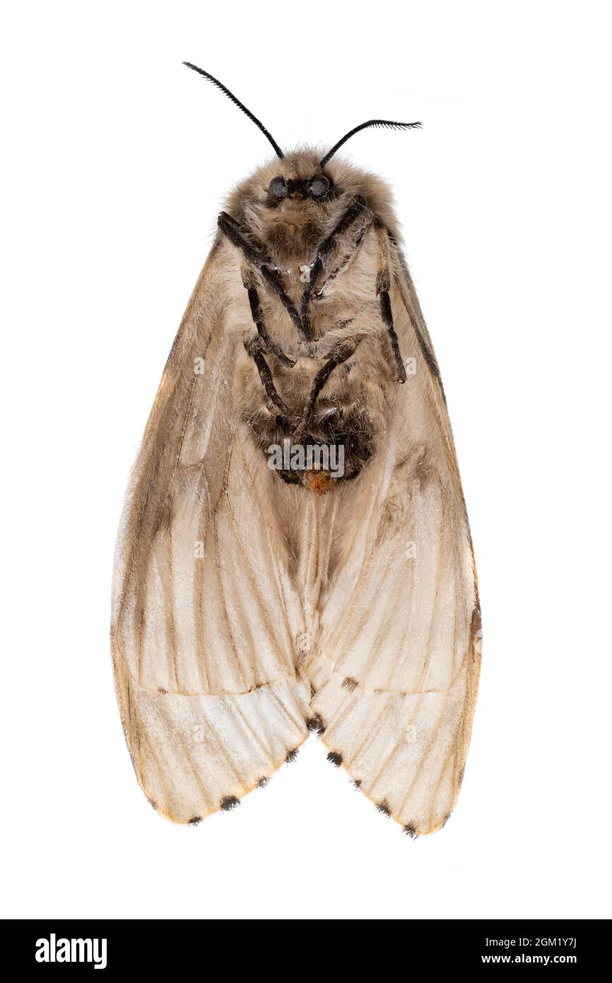 Dead moth, gypsy moth , Lymantria dispar isolated on white Stock Photo ...