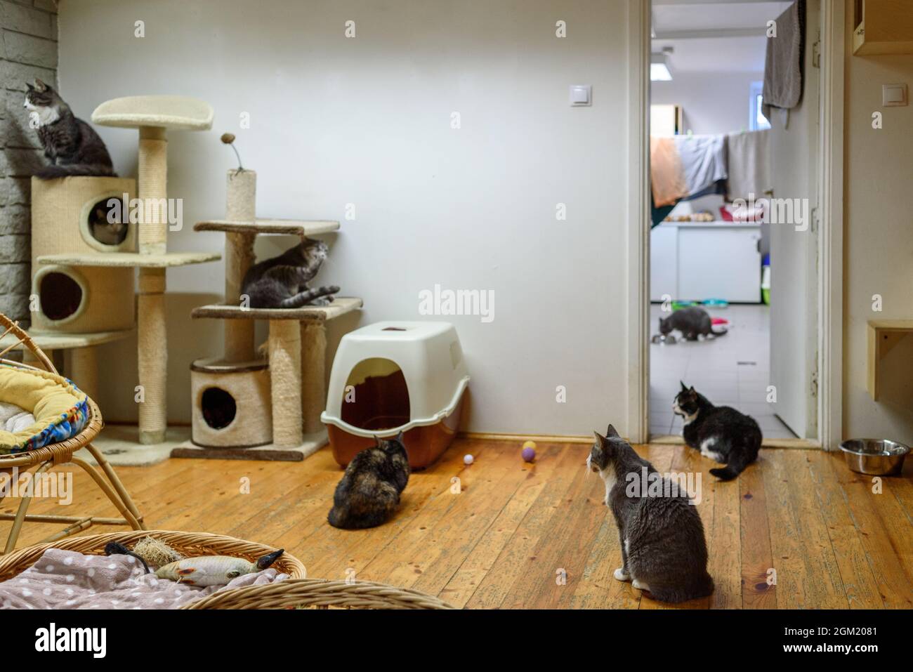 Cats in animal shelter Stock Photo - Alamy