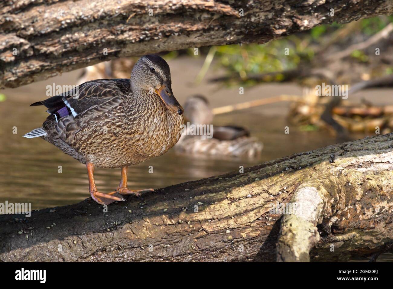 Hiding duck hi-res stock photography and images - Alamy