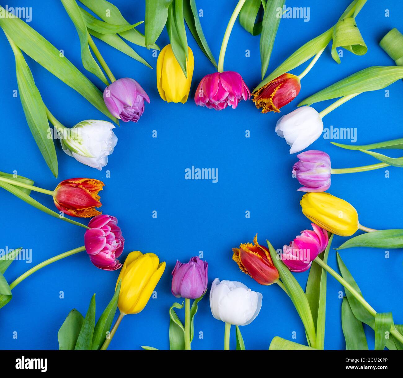 Round frame of tulips with place for text. Mix of spring tulips flowers ...
