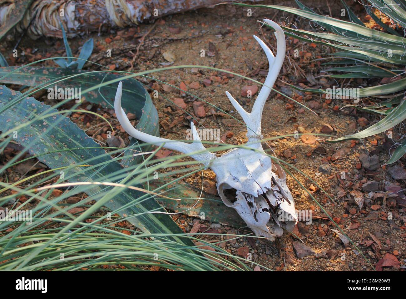Dead deer skull and bones laying in the summer meadow Stock Photo - Alamy