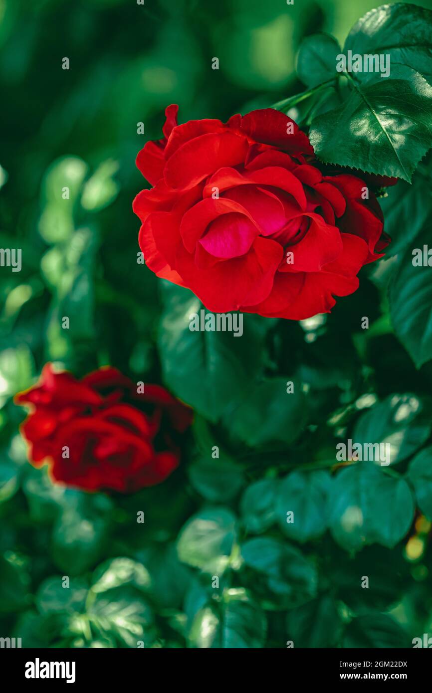 Red roses in beautiful flower garden as floral background Stock Photo ...