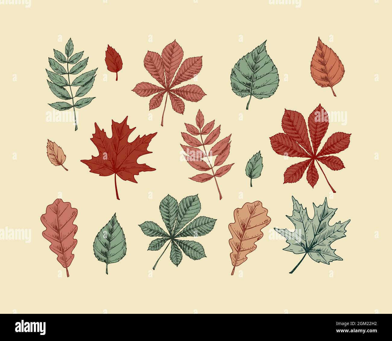 Foliage clipart hi-res stock photography and images - Alamy