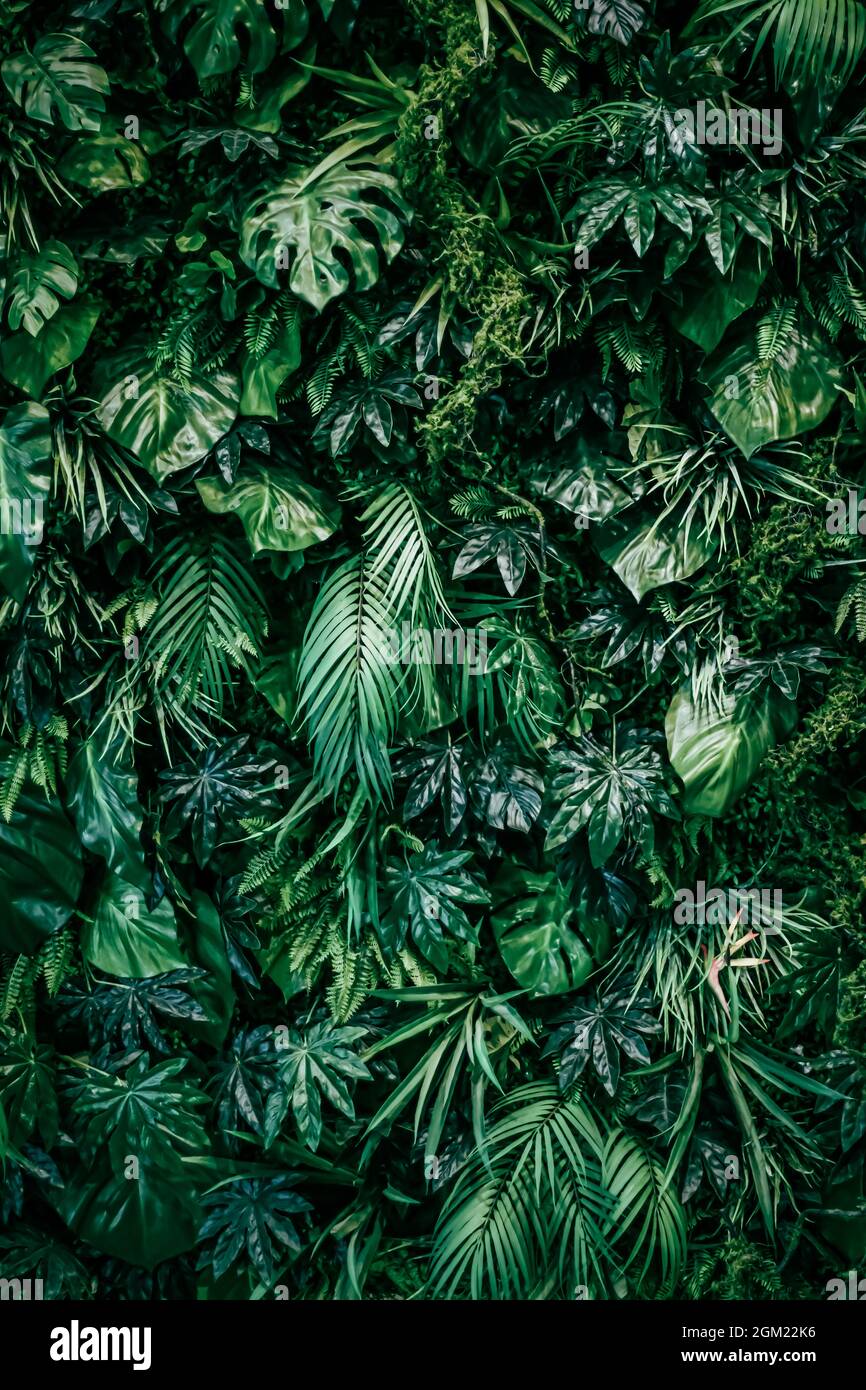 Tropical leaves as nature and environmental background, botanical ...
