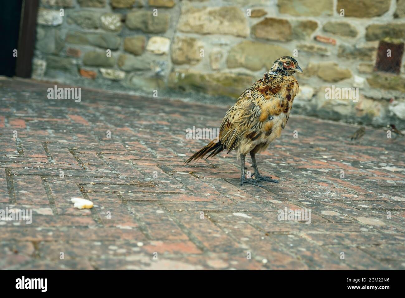 Pheasant searching for food, Isola Maggiore, Lake Trasimeno, Tuoro sul ...