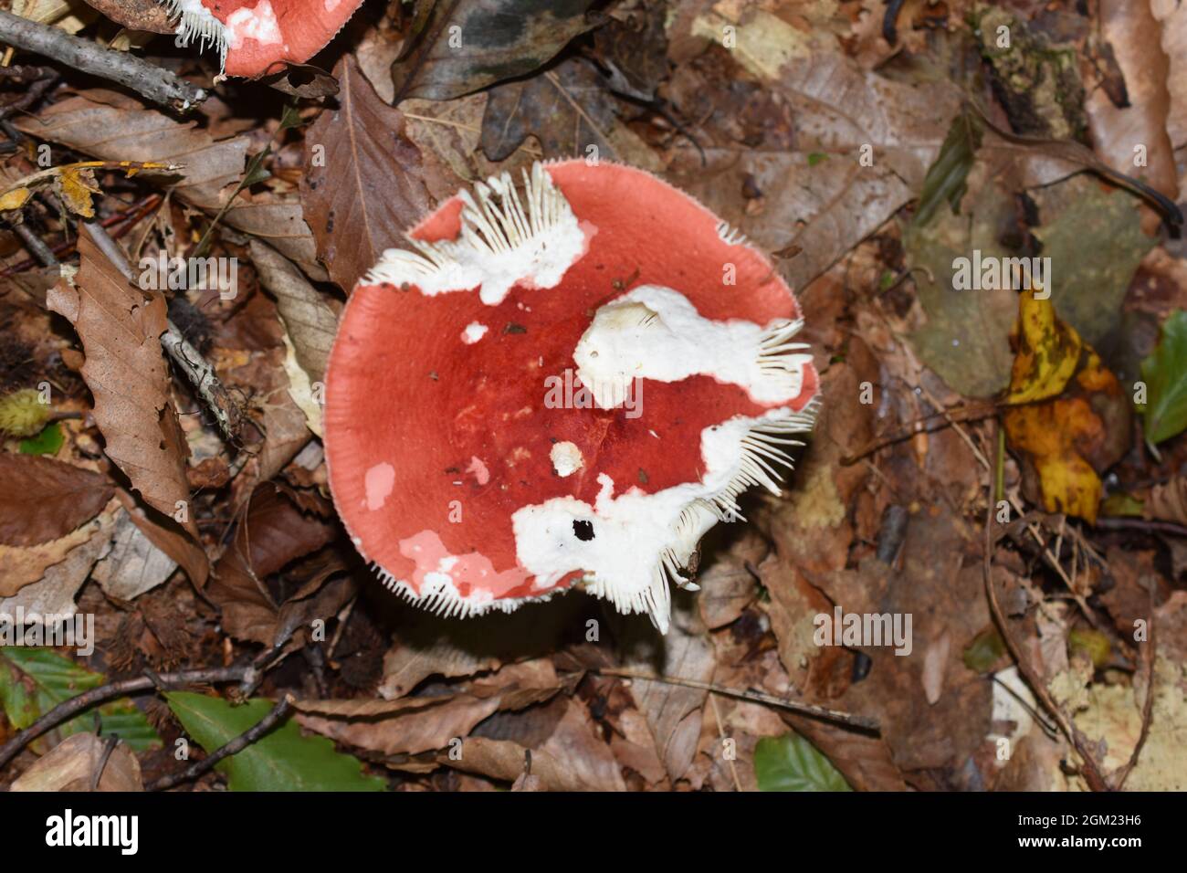 Decaying fungi hi-res stock photography and images - Alamy