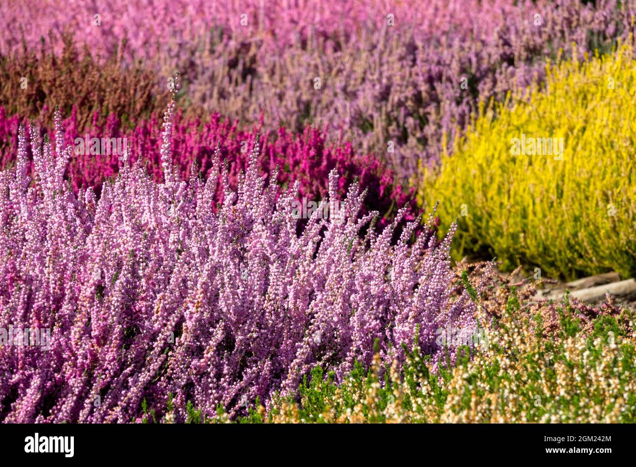Calluna vulgaris yellow beauty hi-res stock photography and images - Alamy