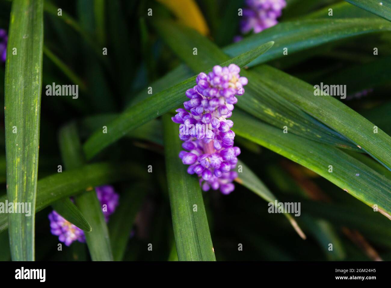 Liriope muscari in garden hi-res stock photography and images - Alamy