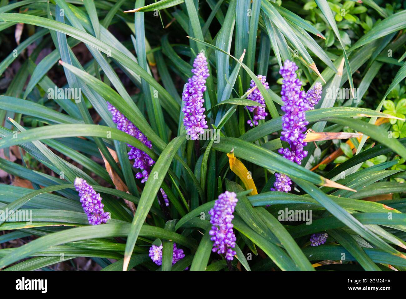 Beautiful liriope muscari or lily turf flowers in the garden Stock ...
