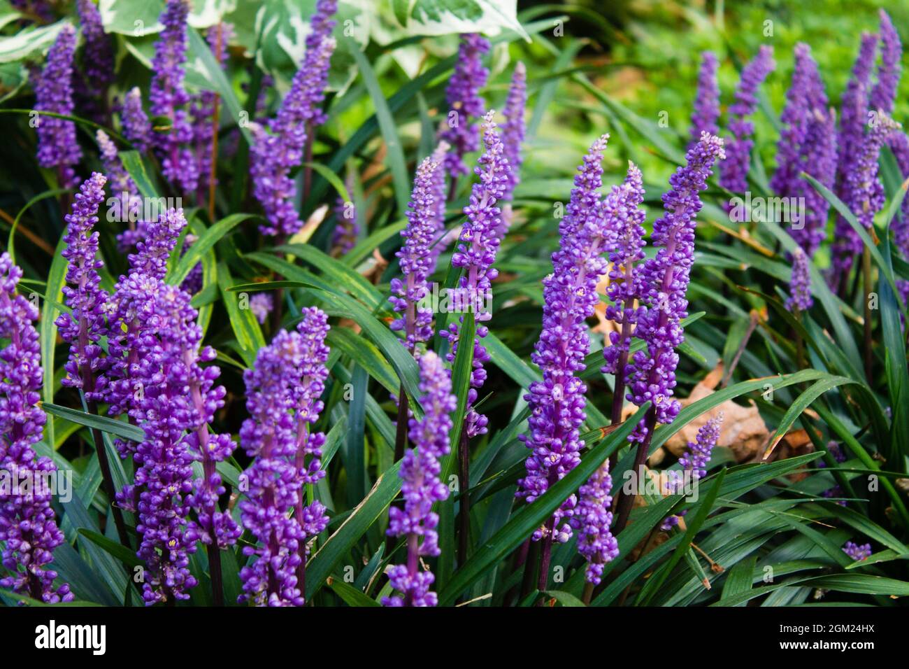 Liriope muscari in garden hi-res stock photography and images - Alamy
