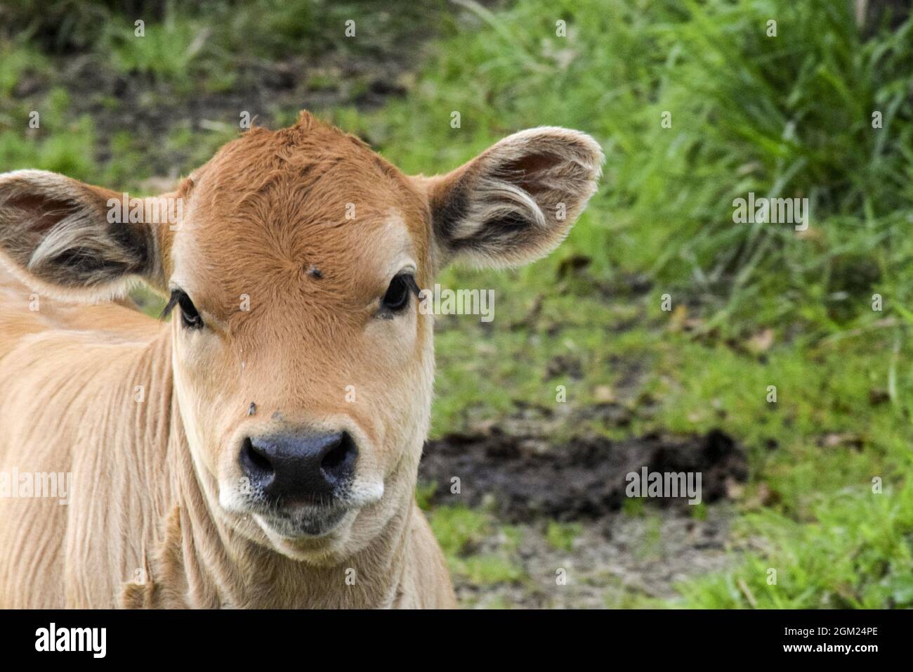 Calf head hi-res stock photography and images - Alamy