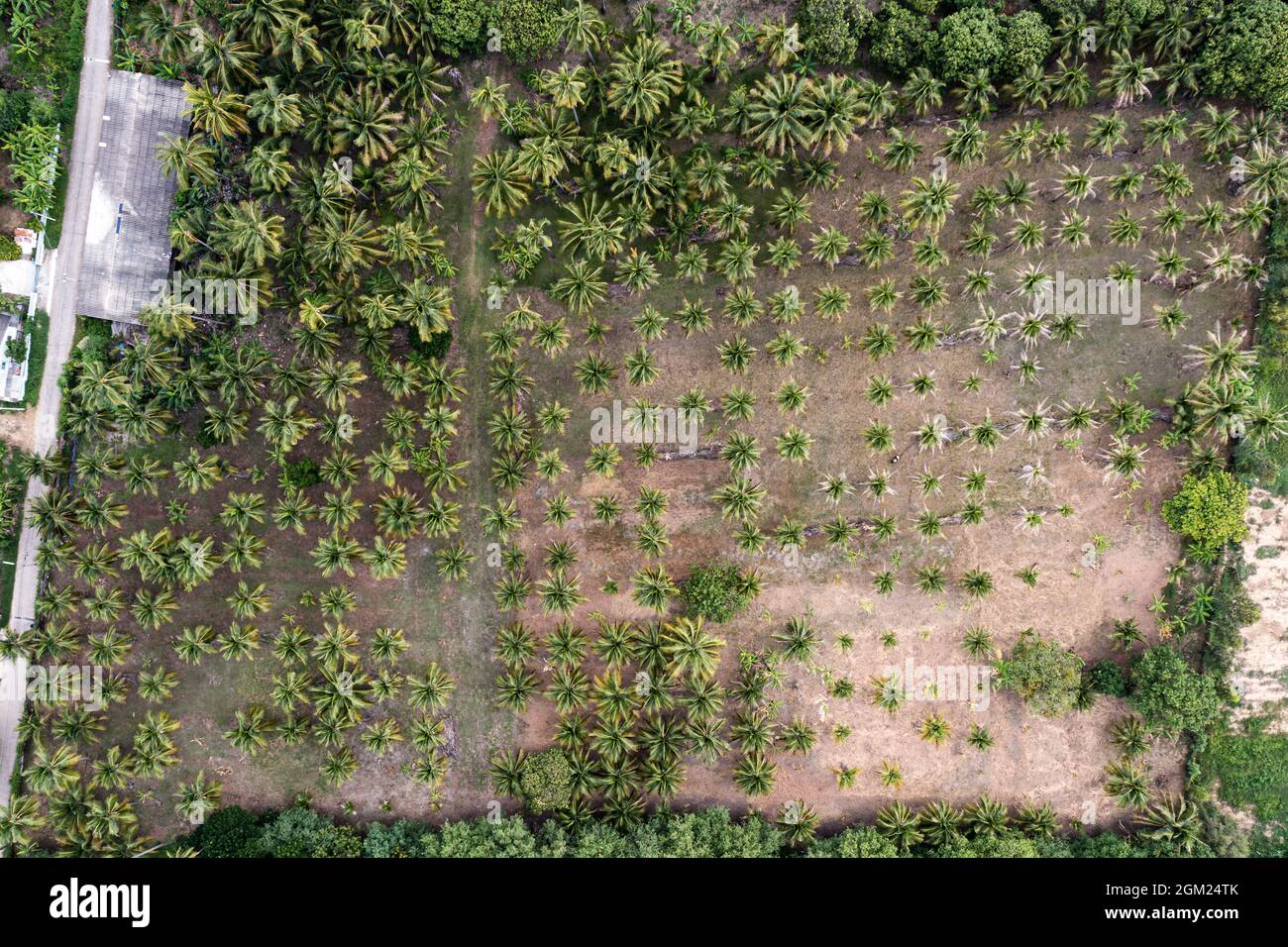 Coconut tree on agriculture land hi-res stock photography and images ...