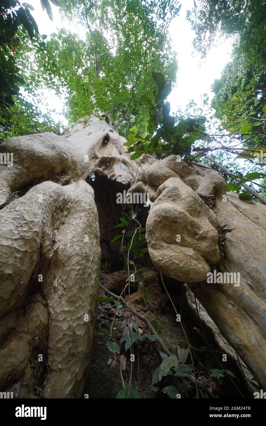 Ma Da forest in Dong Nai province southern Vietnam Stock Photo - Alamy