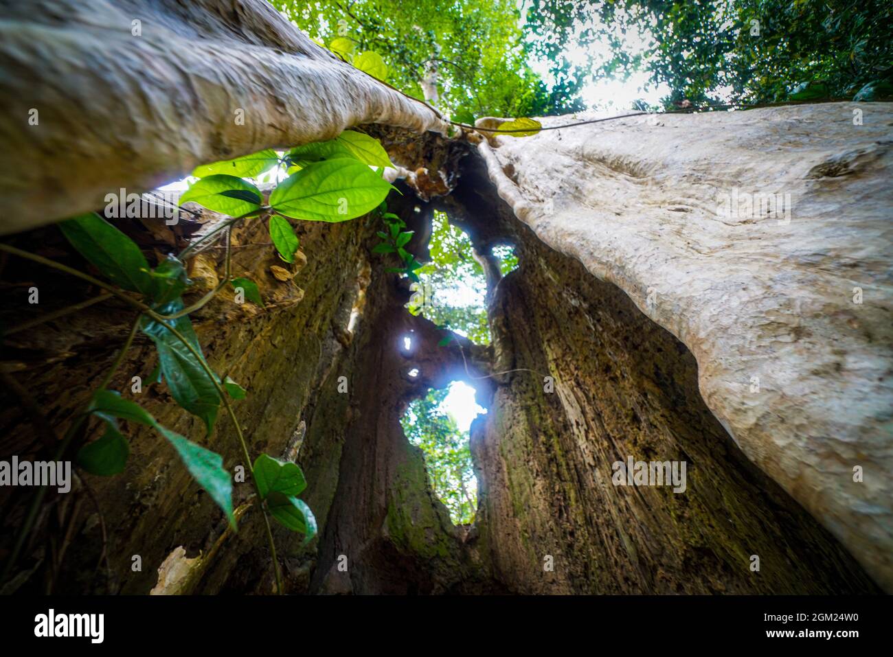 Ma Da forest in Dong Nai province southern Vietnam Stock Photo - Alamy
