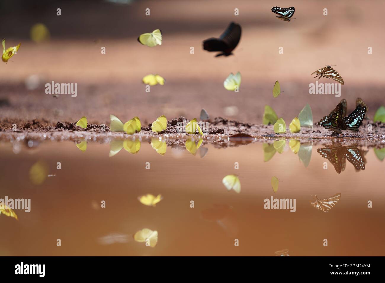 Ma Da forest in Dong Nai province southern Vietnam Stock Photo - Alamy
