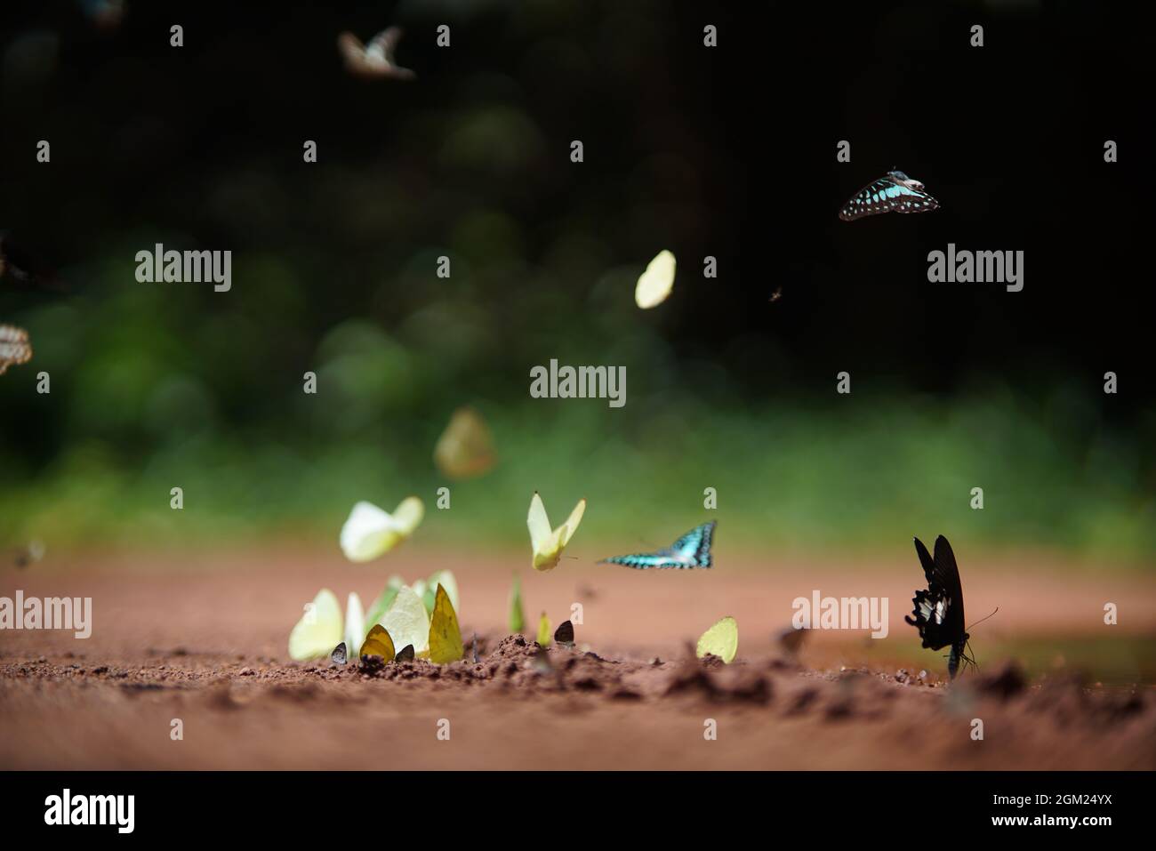 Ma Da forest in Dong Nai province southern Vietnam Stock Photo - Alamy