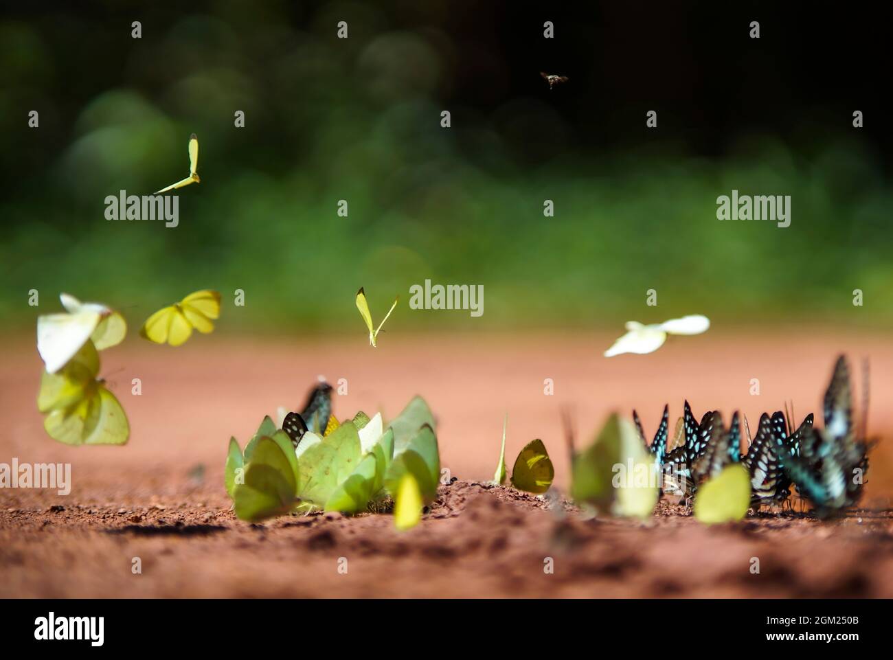 Ma Da forest in Dong Nai province southern Vietnam Stock Photo - Alamy
