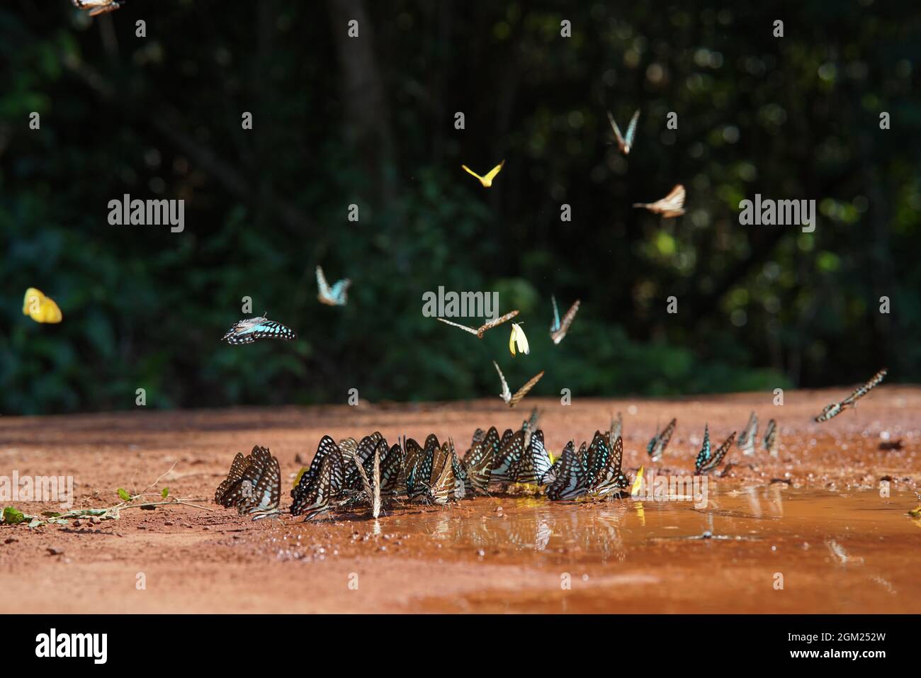 Ma Da forest in Dong Nai province southern Vietnam Stock Photo - Alamy