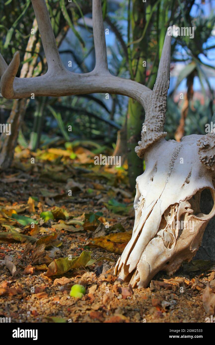 Dead deer skull and bones laying in the summer meadow Stock Photo - Alamy
